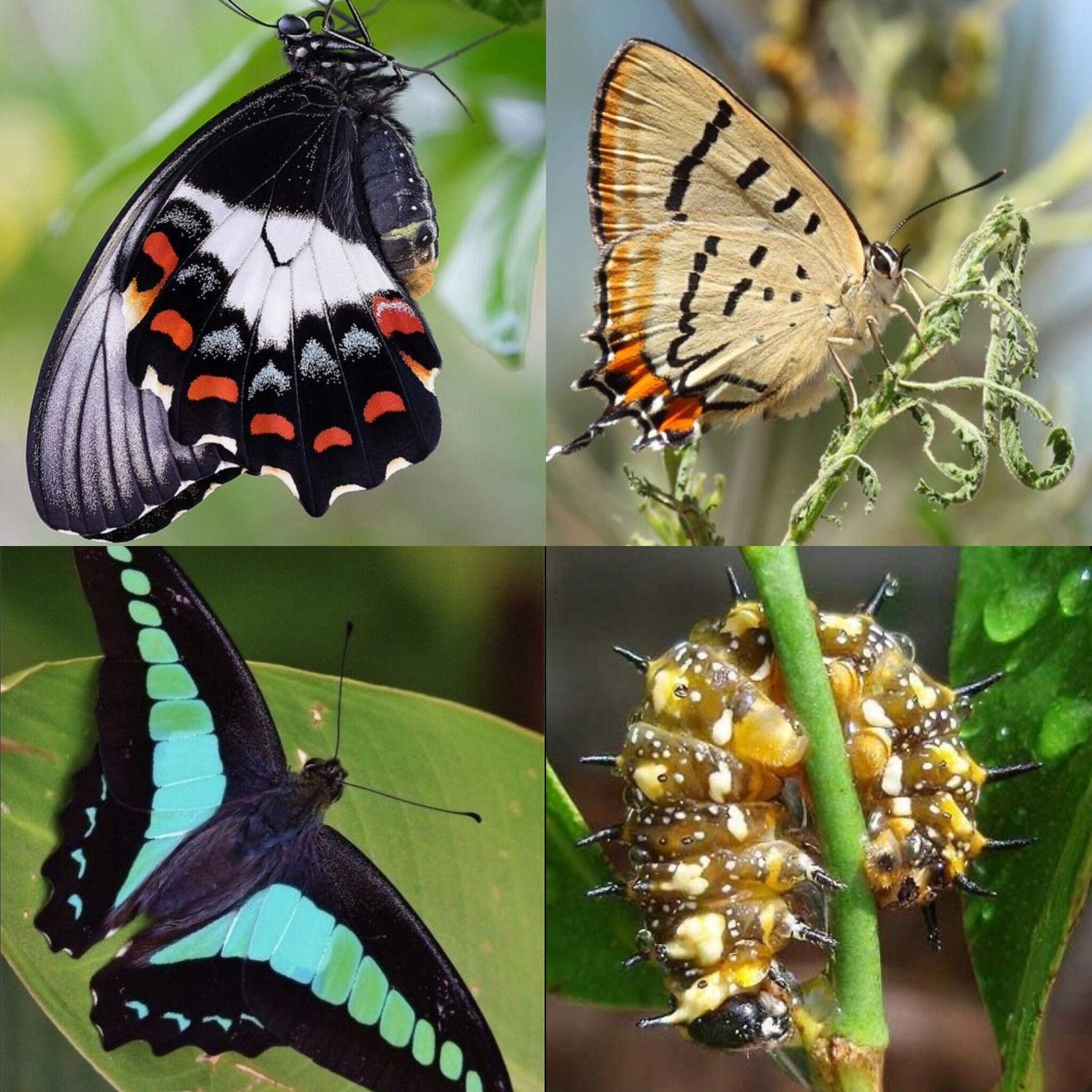 Australian Native Butterfly Host Plant Tree Seed Mix - 5 Varieties ...