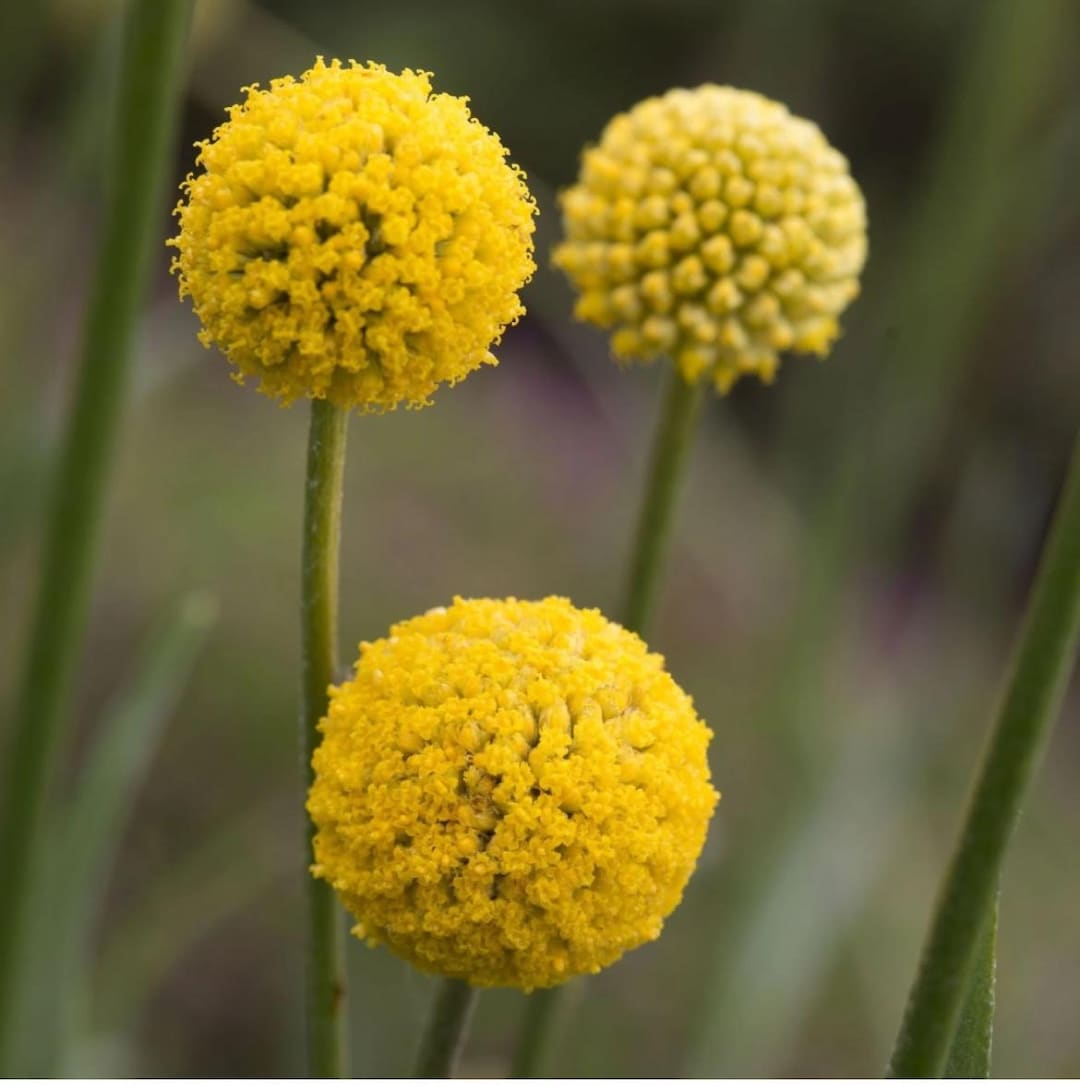 Billy Buttons 50 Seeds - Drumsticks - Pycnosorus Globosus - Pure Seed ...