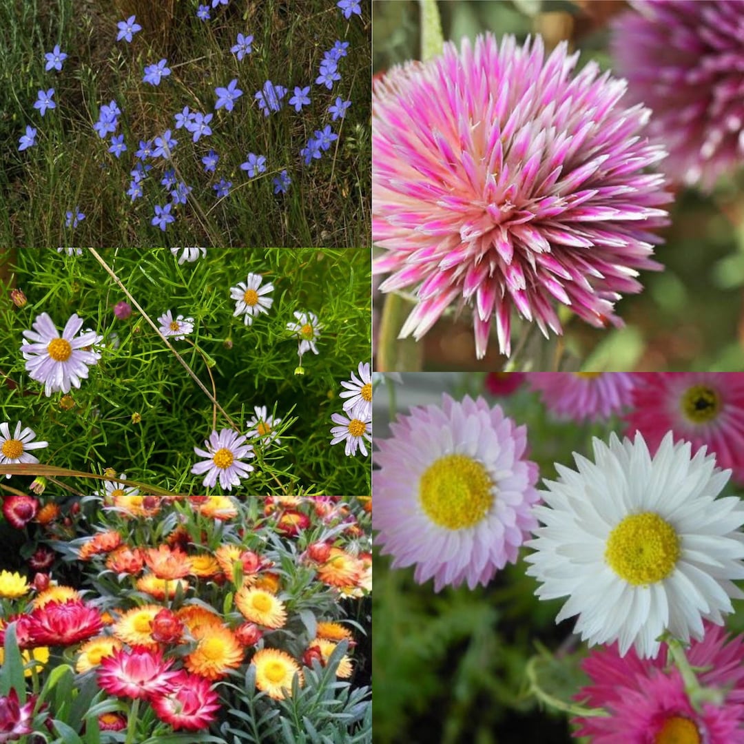 Australian Native Wildflower Mix Strawflowers Pink Billy - Etsy Australia