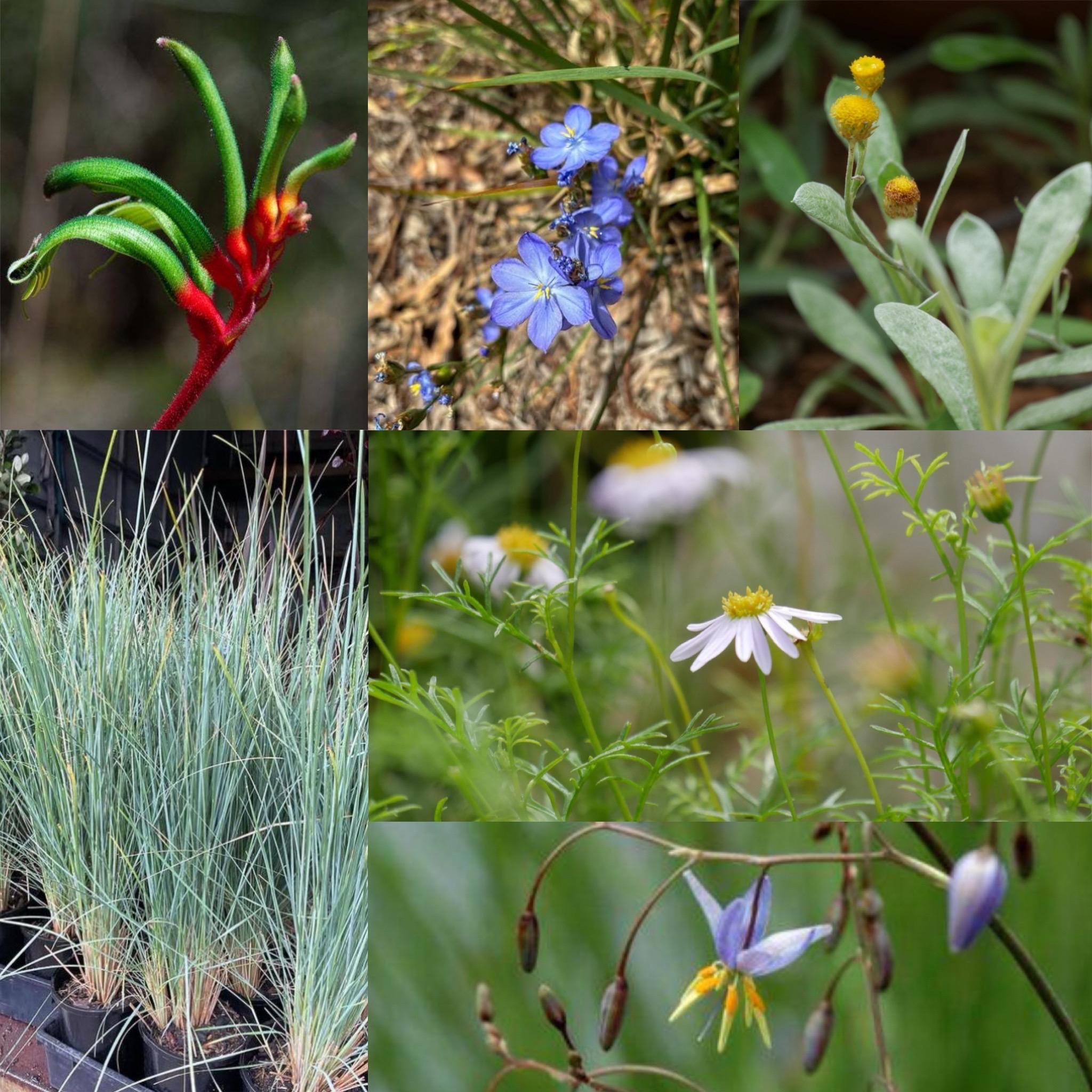 Australian Native Compact Garden Seeds Variety Pack - Small and Low ...