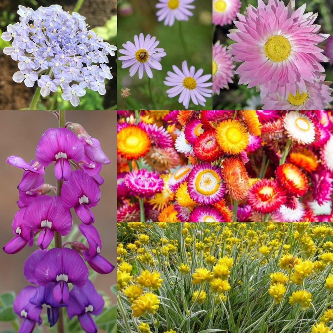 Australian Native Wildflower Mix - Strawflowers, Native Daisies ...