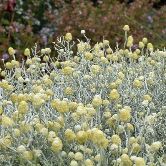 Cushion Bush - Leucophyta Brownii - 50seeds - Native Garden Plants ...