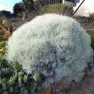 Cushion Bush - Leucophyta Brownii - 50seeds - Native Garden Plants ...