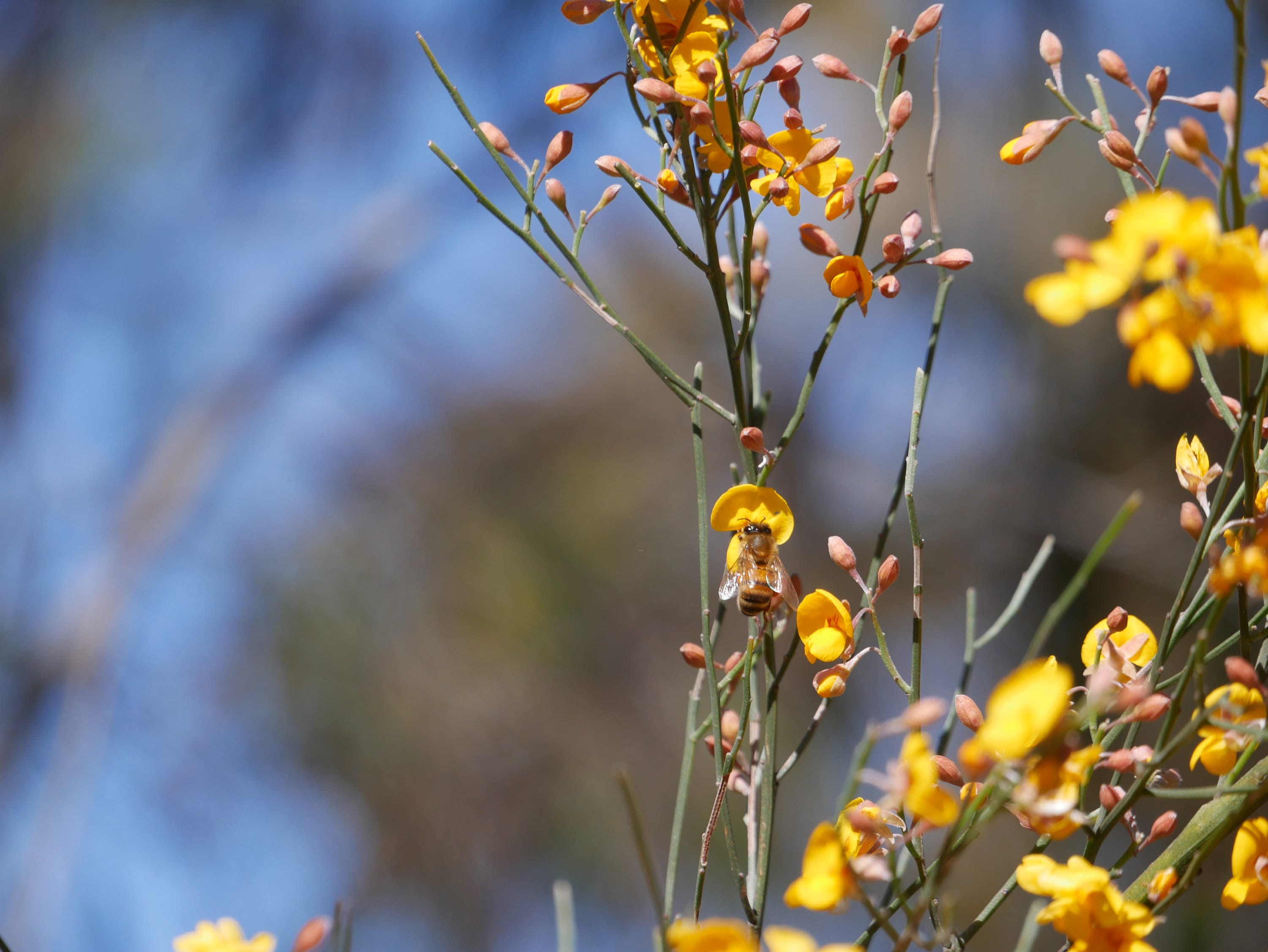 Dogwood Shrub - Jacksonia Scoparia - 20 Seeds - Butterfly and Bee ...