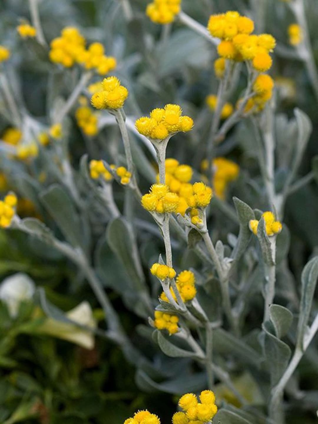 Chrysocephalum Apiculatum – Yellow Buttons, 50 Seeds - Australian ...