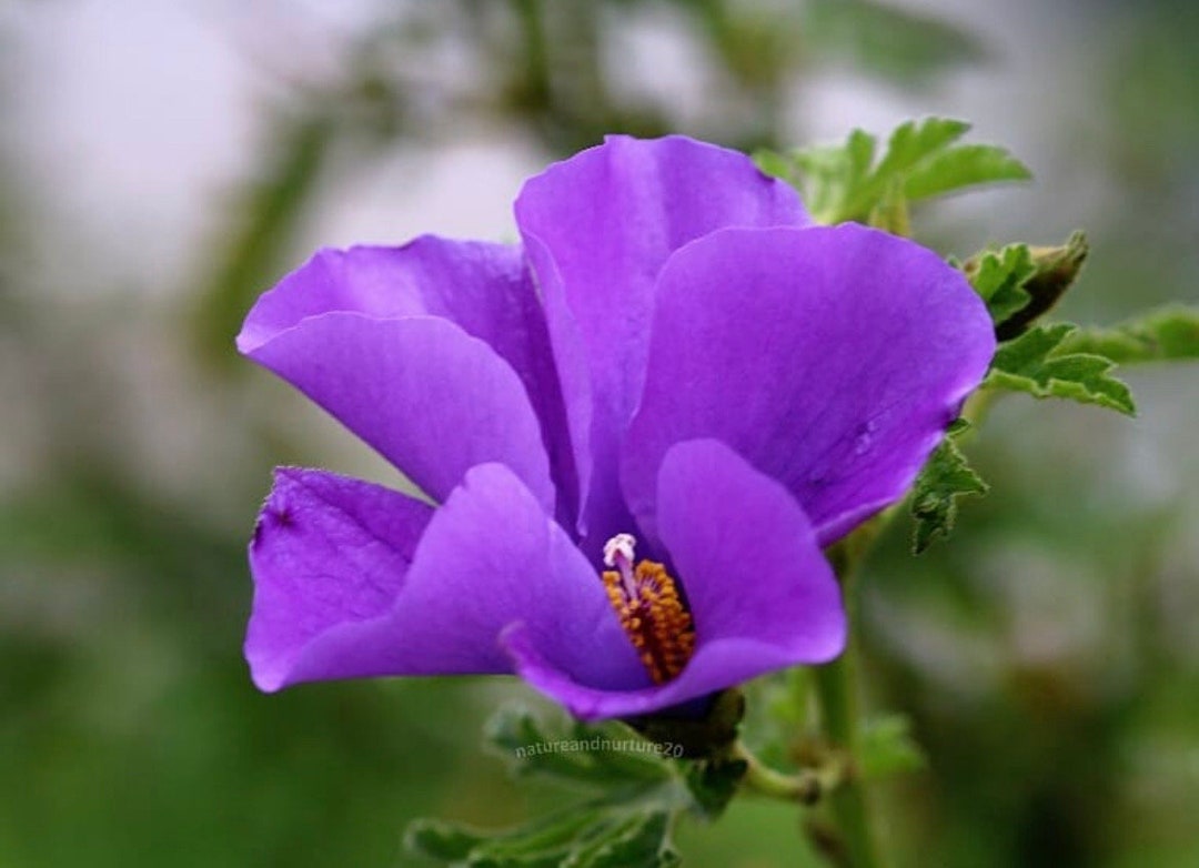Purple Hibiscus - Alyogyne Huegelii - 50 Seeds - Australian Native ...