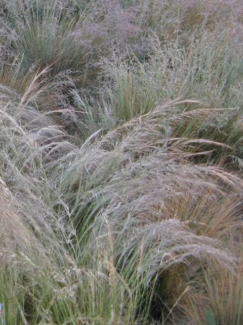 Blue Tussock Grass - 300 Seeds - POA Pioformis - Bulk Order Available ...