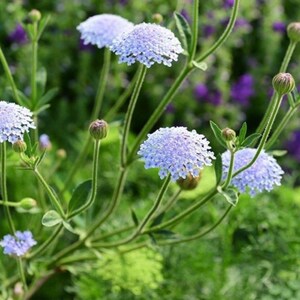 Australian Native Wildflower Mix - Strawflowers, Native Daisies ...