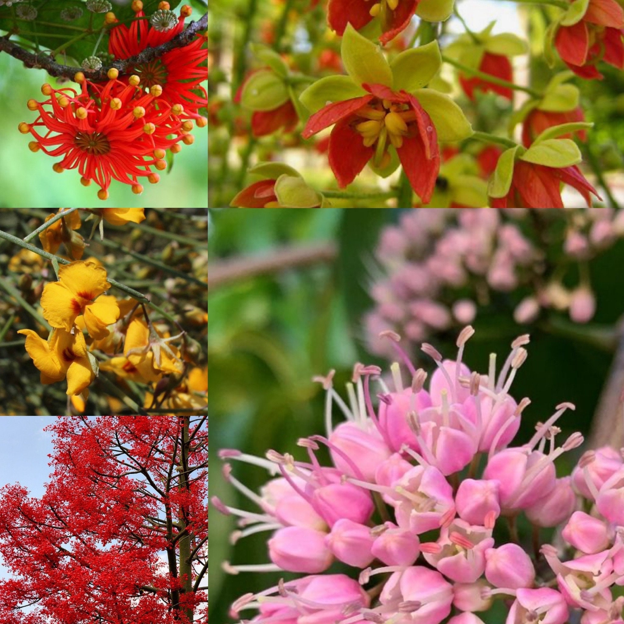 Butterfly Host Plant Tree Mix - Australian Butterfly Native Plant Mix ...