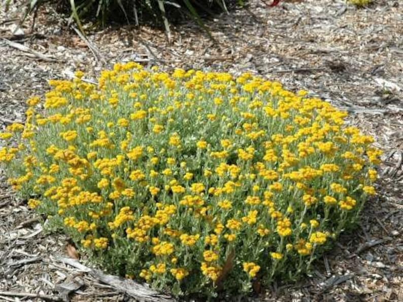 Chrysocephalum Apiculatum – Yellow Buttons, 50 Seeds - Australian ...