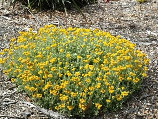 Chrysocephalum Apiculatum – Yellow Buttons, 50 Seeds - Australian ...