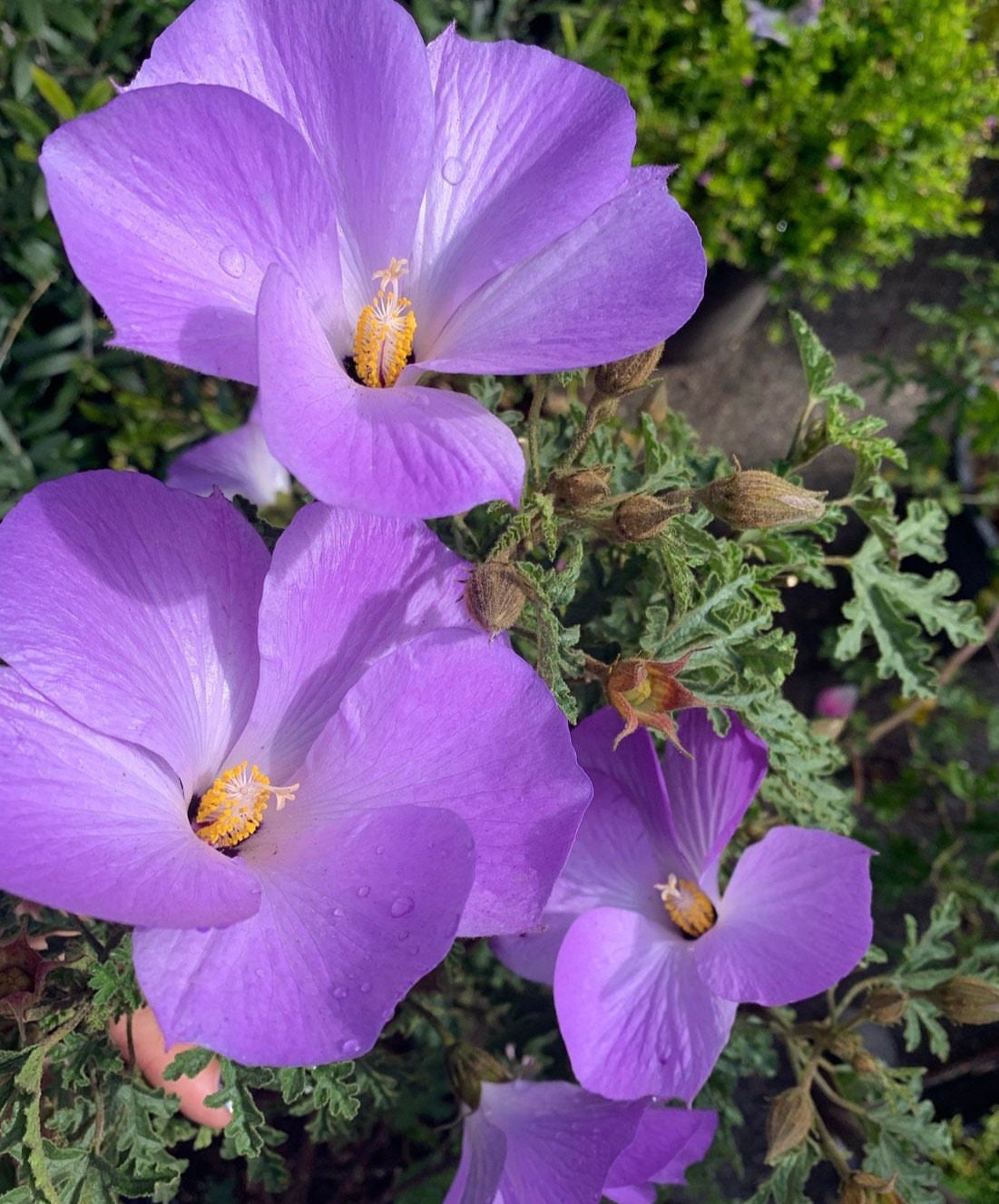 Purple Hibiscus - Alyogyne Huegelii - 50 Seeds - Australian Native ...