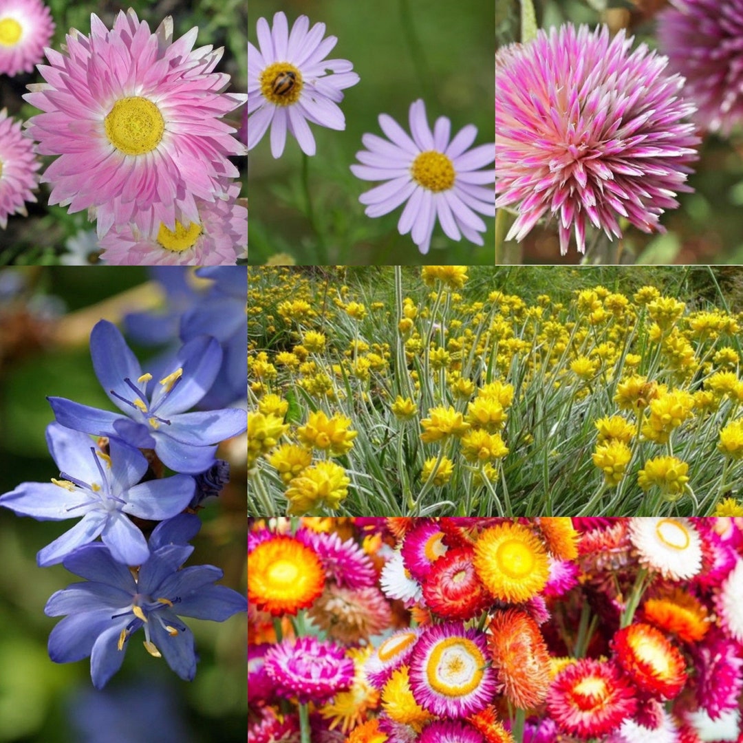 Australian Native Wildflower Mix Strawflowers, Pink Billy Buttons ...