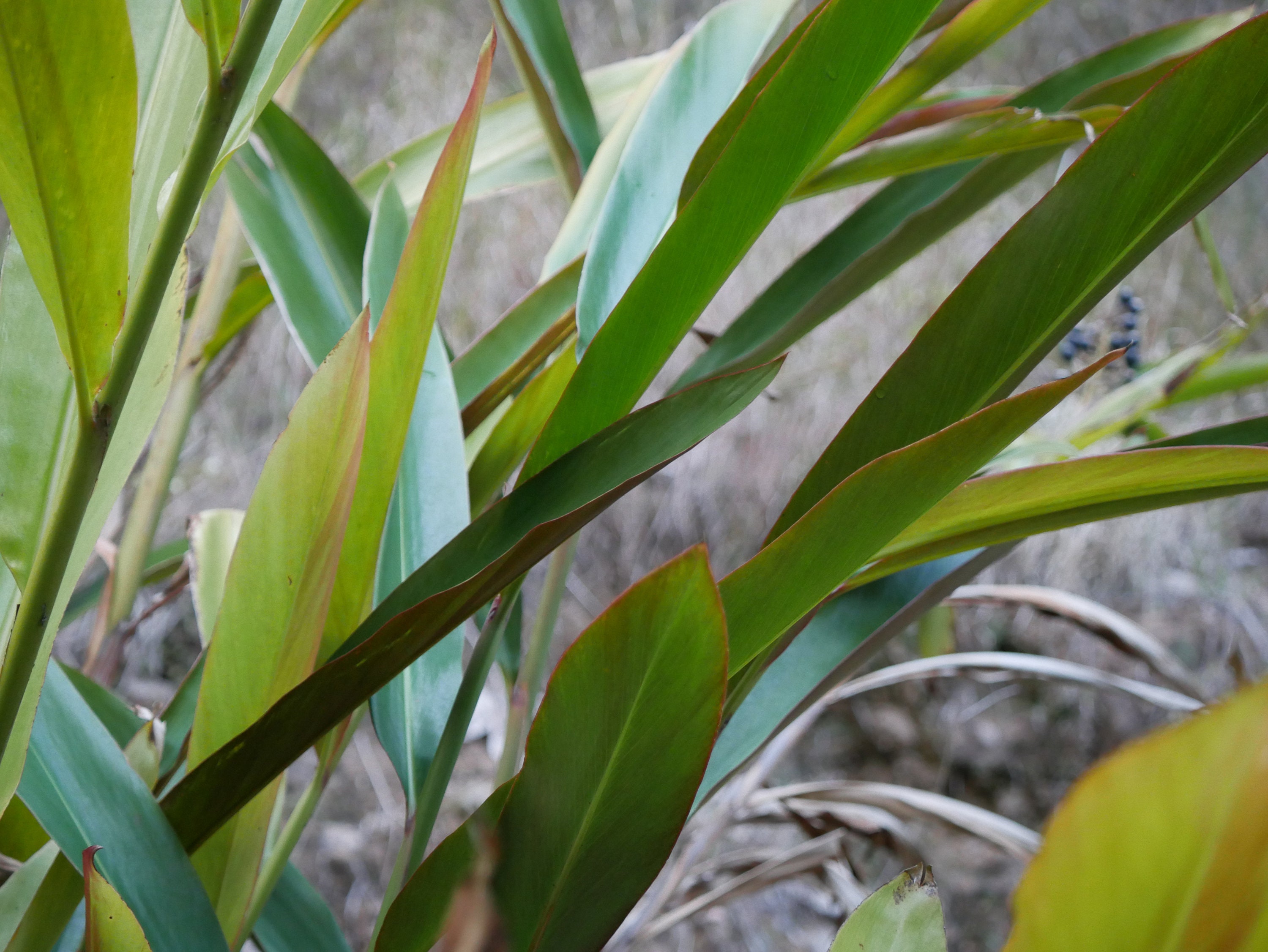 Alpinia Caerulea - Native Ginger (red Back) 50 Seeds - Etsy Australia