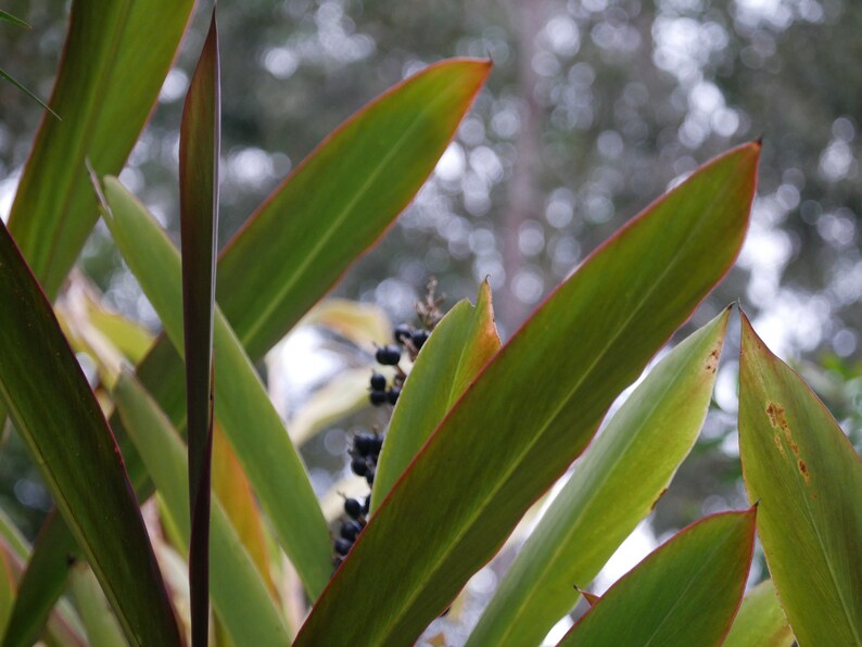 Alpinia Caerulea - Native Ginger (red Back) 50 Seeds - Etsy Australia