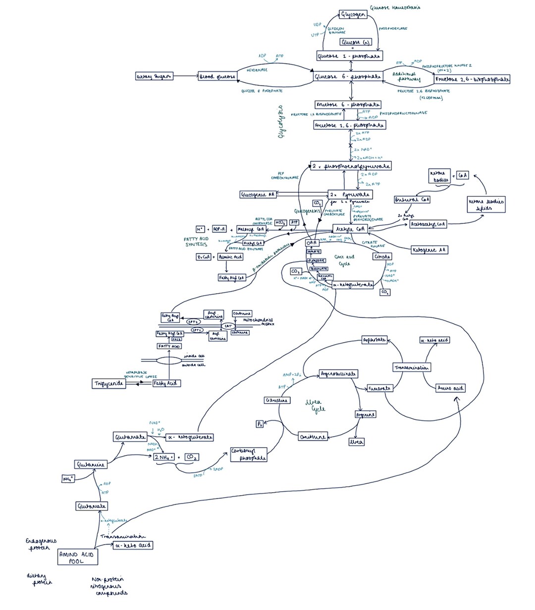 Metabolic Pathways Flowchart - Etsy