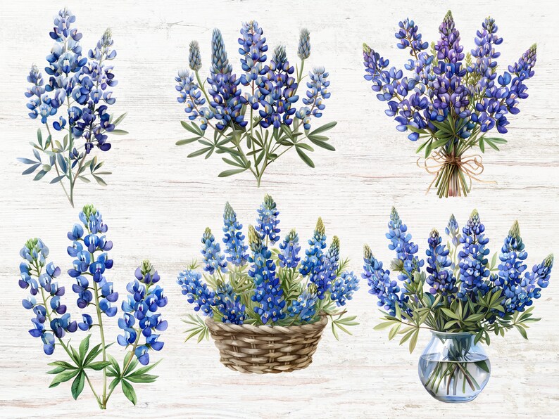 Bluebonnets Clipart Bundle, Texas State Flower, Transparent Pngs ...