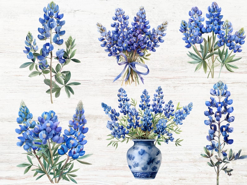 Bluebonnets Clipart Bundle, Texas State Flower, Transparent Pngs ...