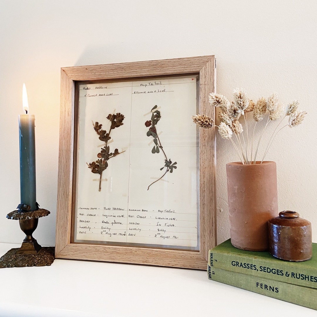 Rare Antique Herbarium 1941 Framed Herbarium, Pressed Flowers, Vintage ...