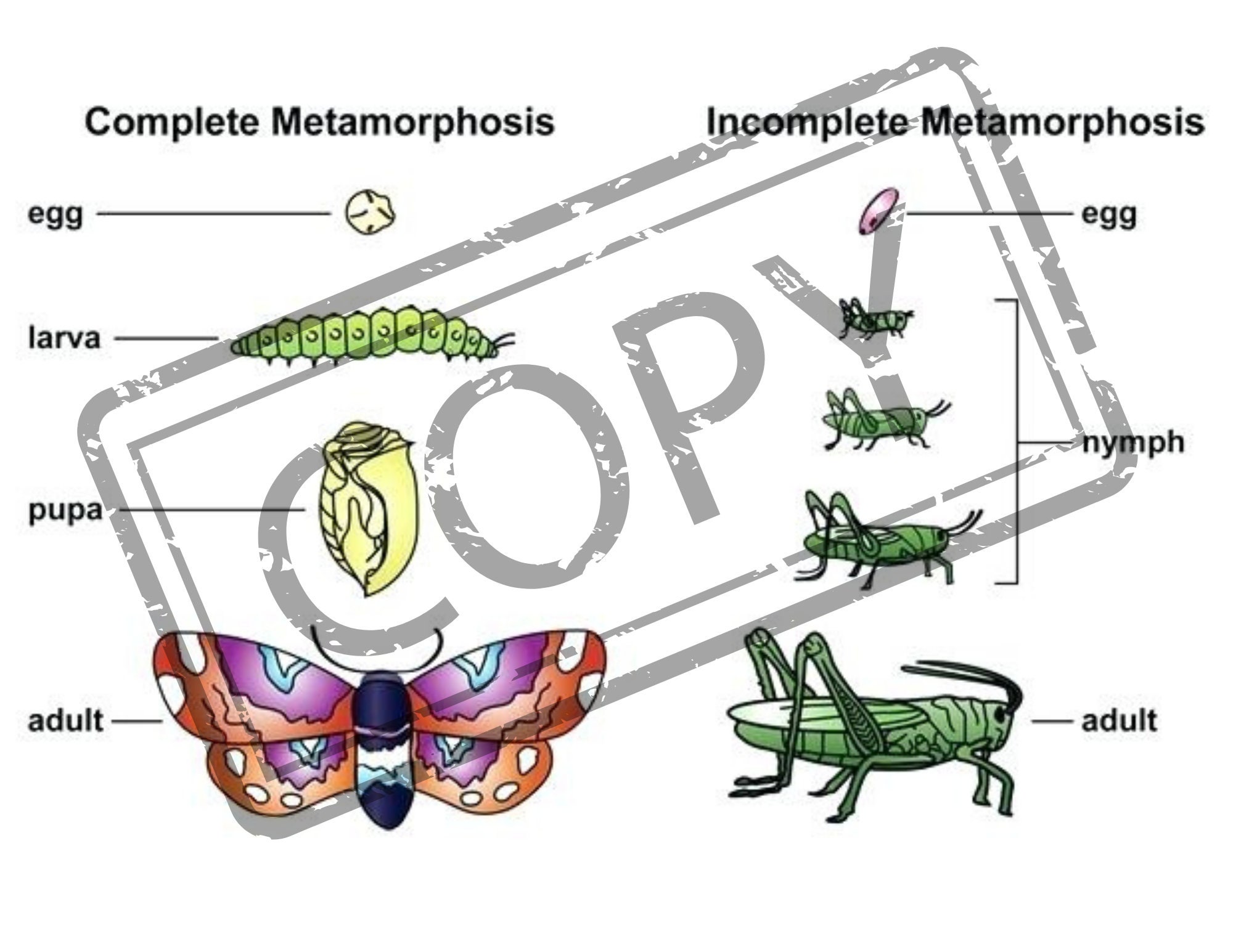 3rd/4th Grade Life Cycles Charts and Quiz - Etsy