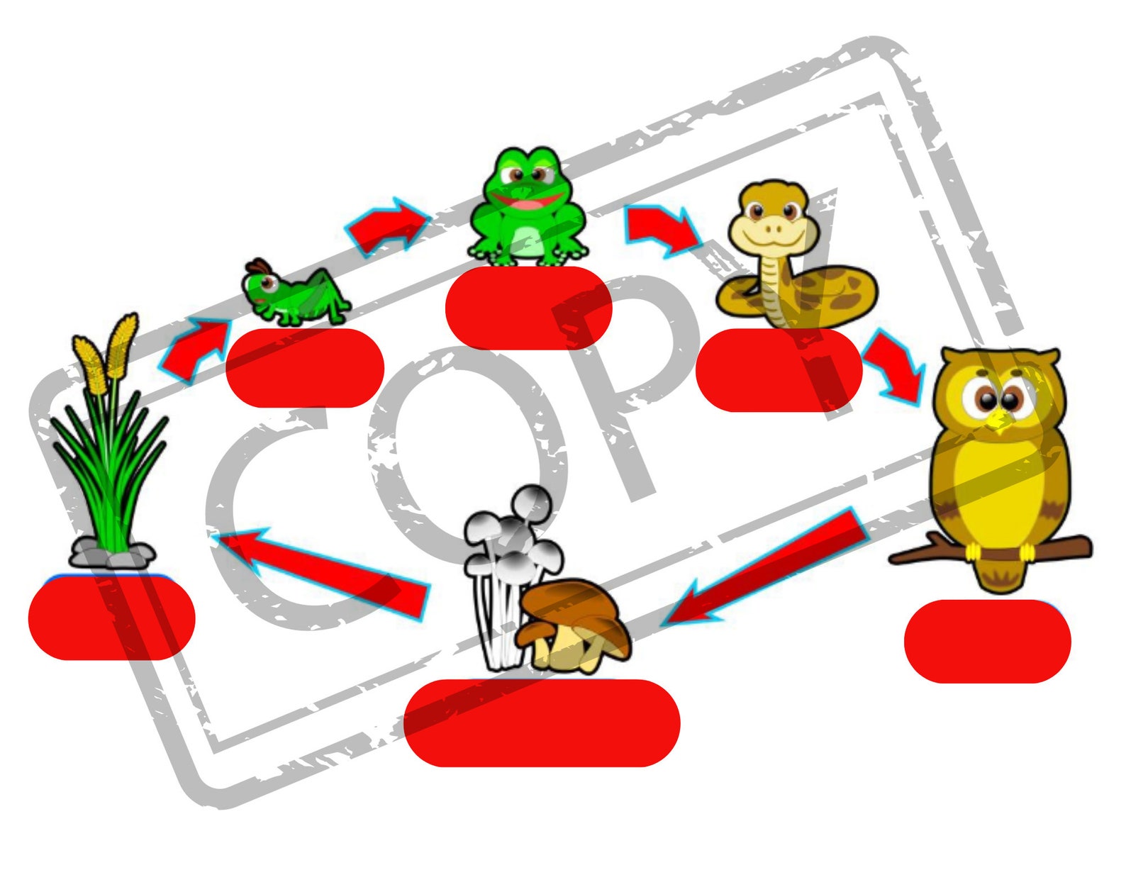 3rd/4th Grade Life Cycles Charts and Quiz - Etsy