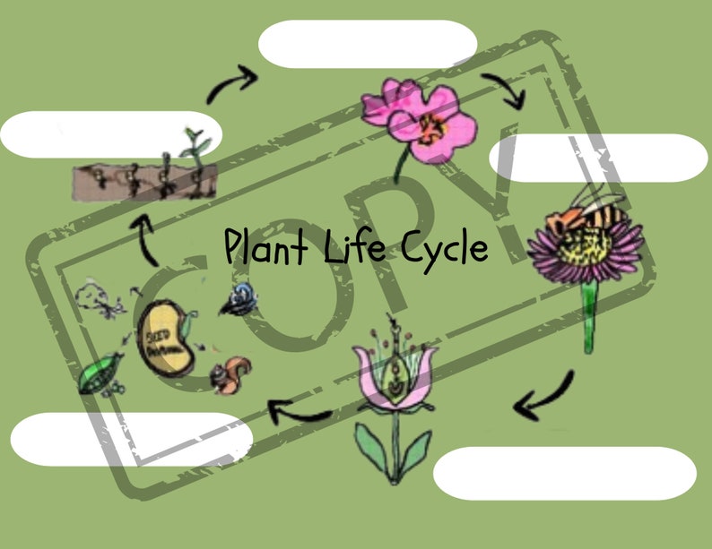3rd/4th Grade Life Cycles Charts and Quiz - Etsy
