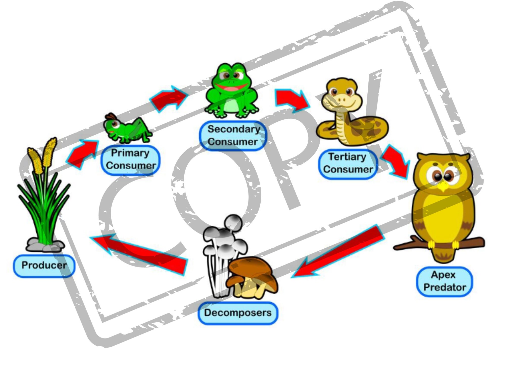 3rd/4th Grade Life Cycles Charts and Quiz - Etsy