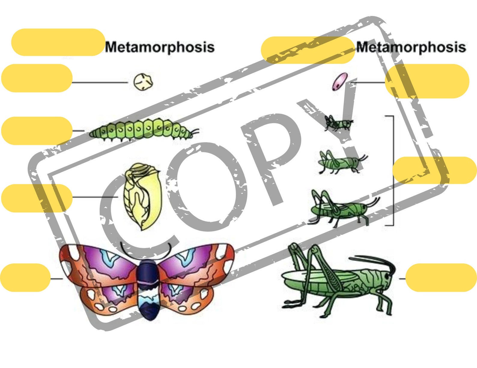 3rd/4th Grade Life Cycles Charts and Quiz - Etsy