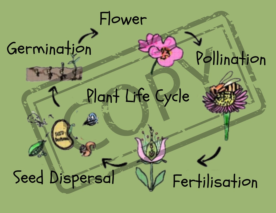 3rd/4th Grade Life Cycles Charts and Quiz - Etsy