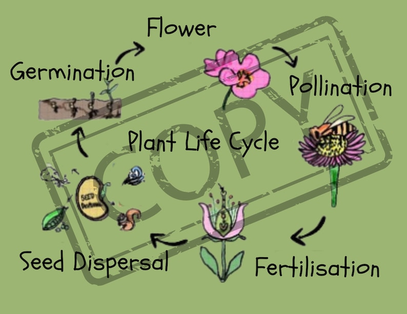 3rd/4th Grade Life Cycles Charts and Quiz - Etsy