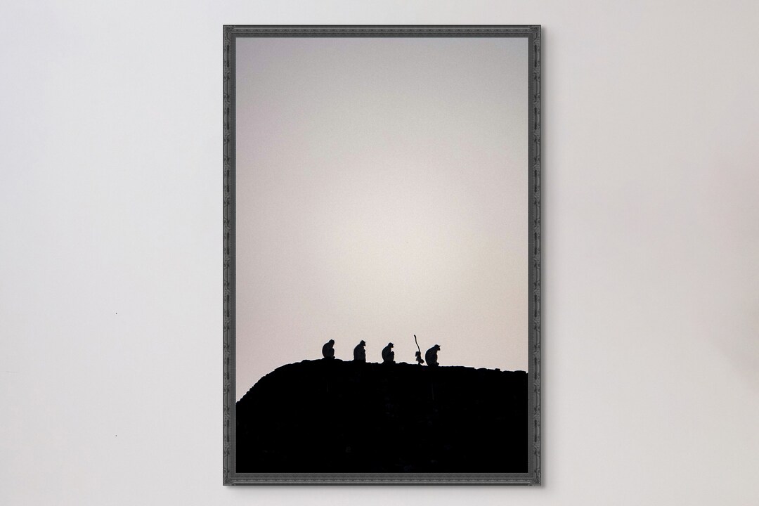 Baby Monkey Handstand, Ranthambore National Park, India, Photography ...