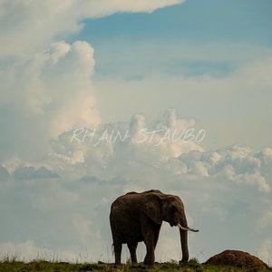 African Elephant on the Horizon, Kenya, Photography, Print, Wall Art ...