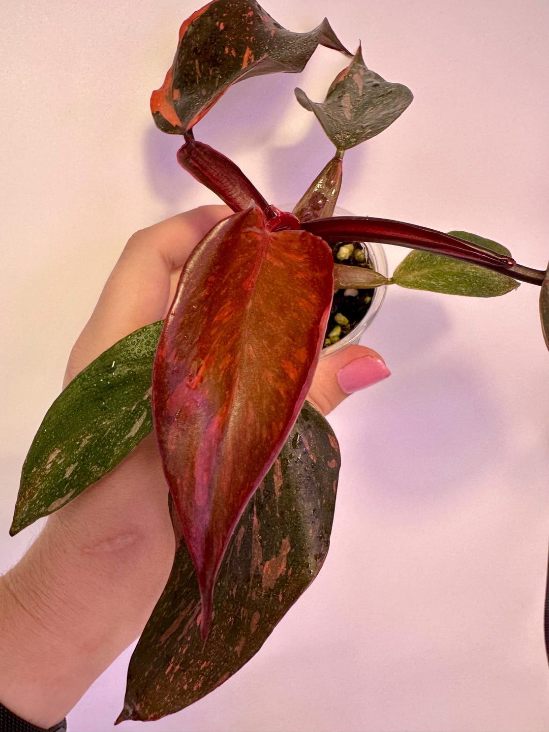 Philodendron Orange Princess - Etsy