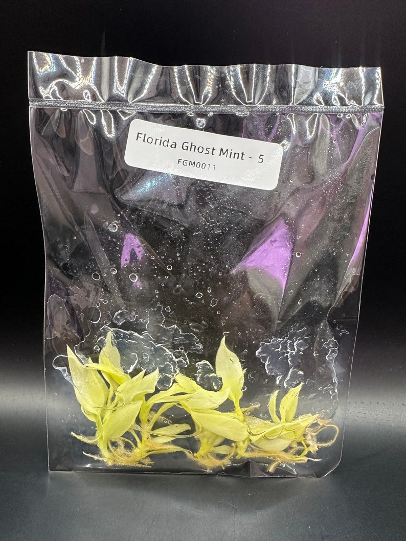 Tissue Culture Florida Ghost Mint Philodendron Bag of 5 Plants - Etsy