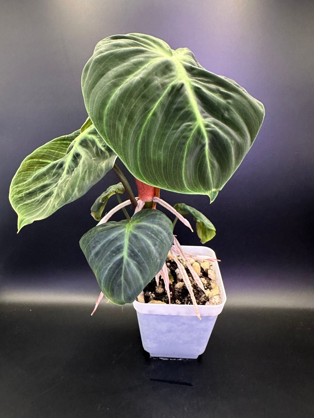 El Choco Red Philodendron - Etsy