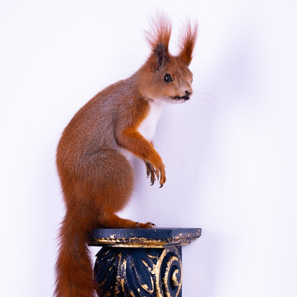 Taxidermy Squirrel - Etsy