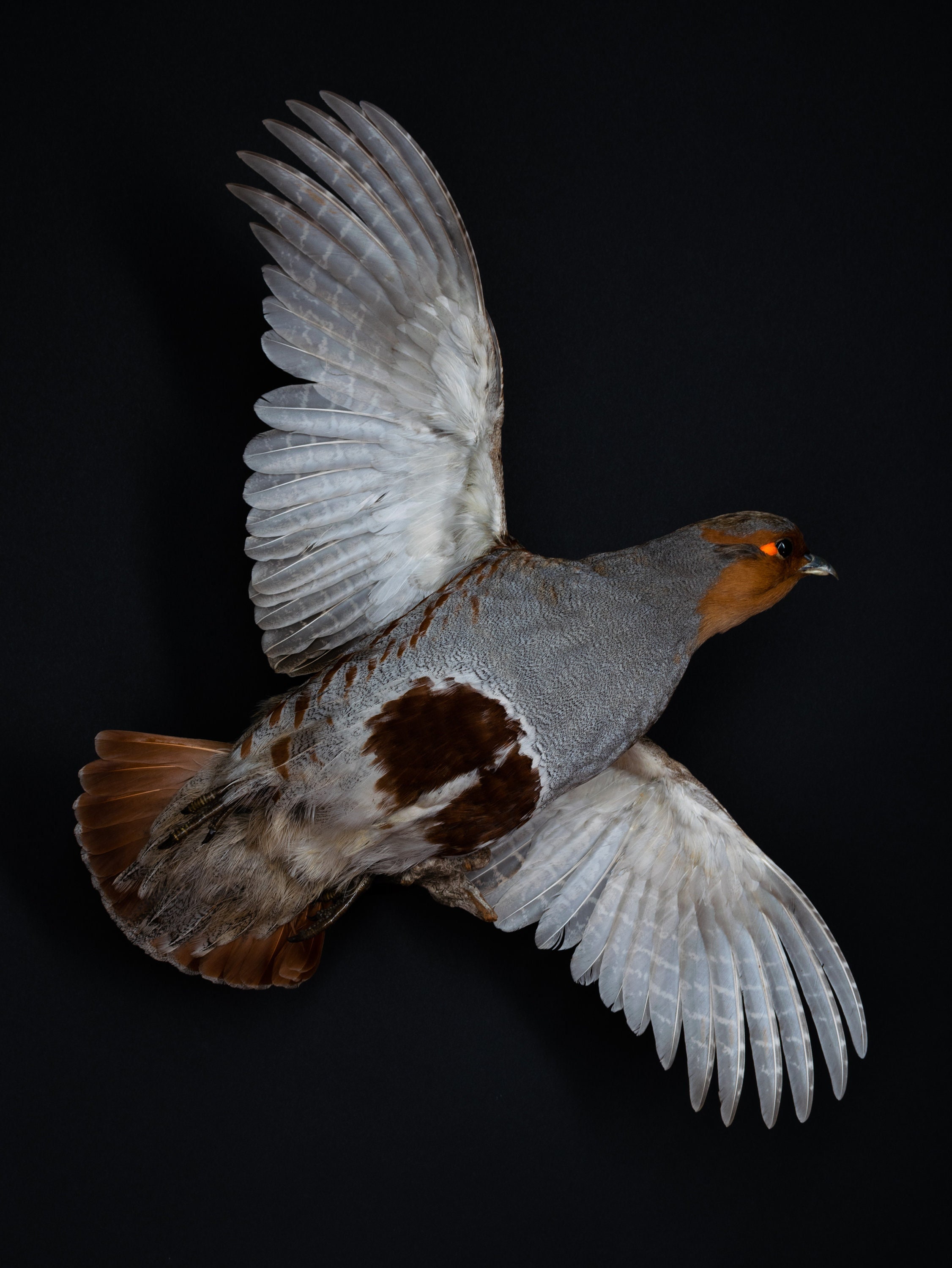 Partridge In Flight
