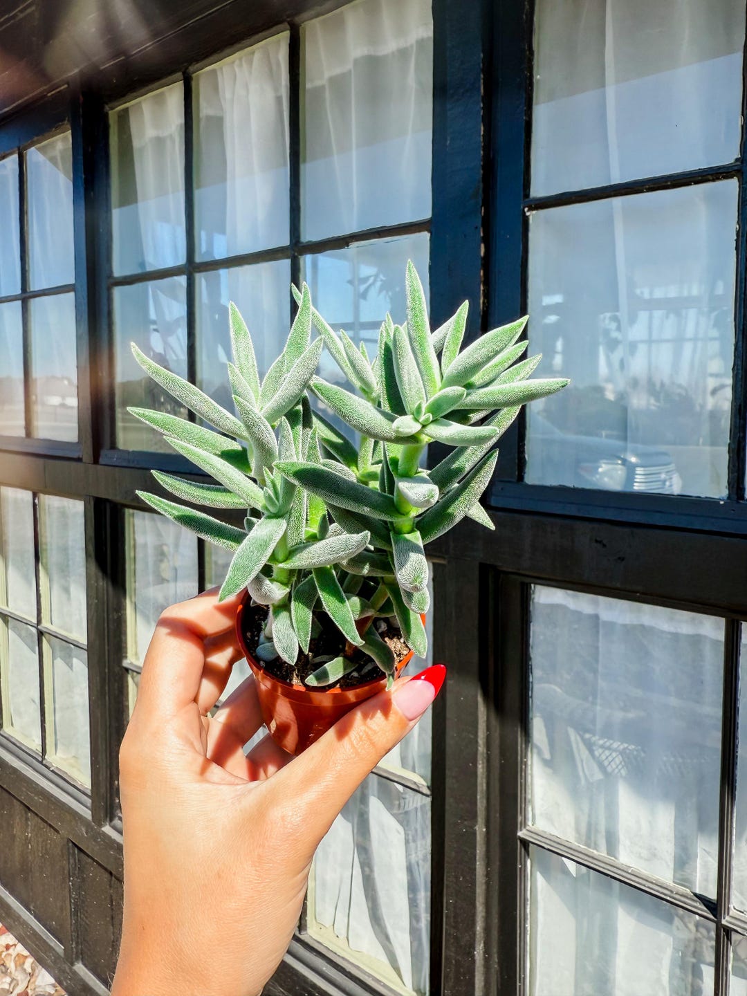 Crassula Mesembryanthemoides 'tenelli' - 2 Inch - Etsy