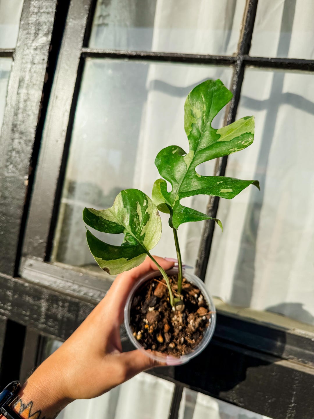 Variegated Mini Monstera C - Etsy