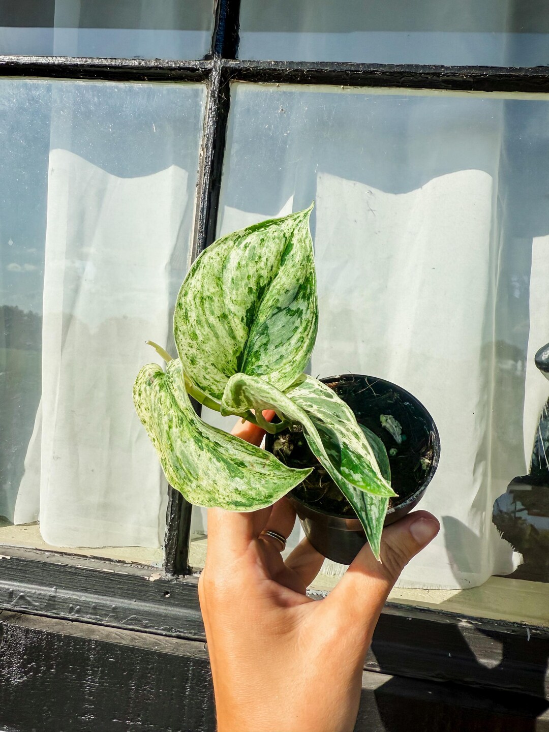 Peasun Scindapsus - Etsy