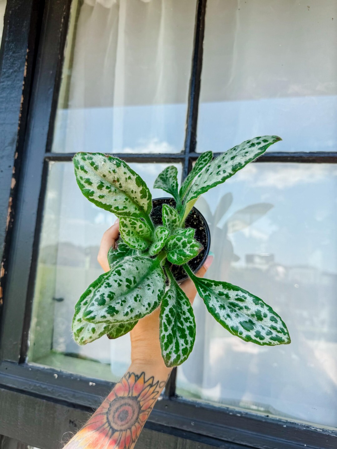 Pretty Turtle Plant - Etsy