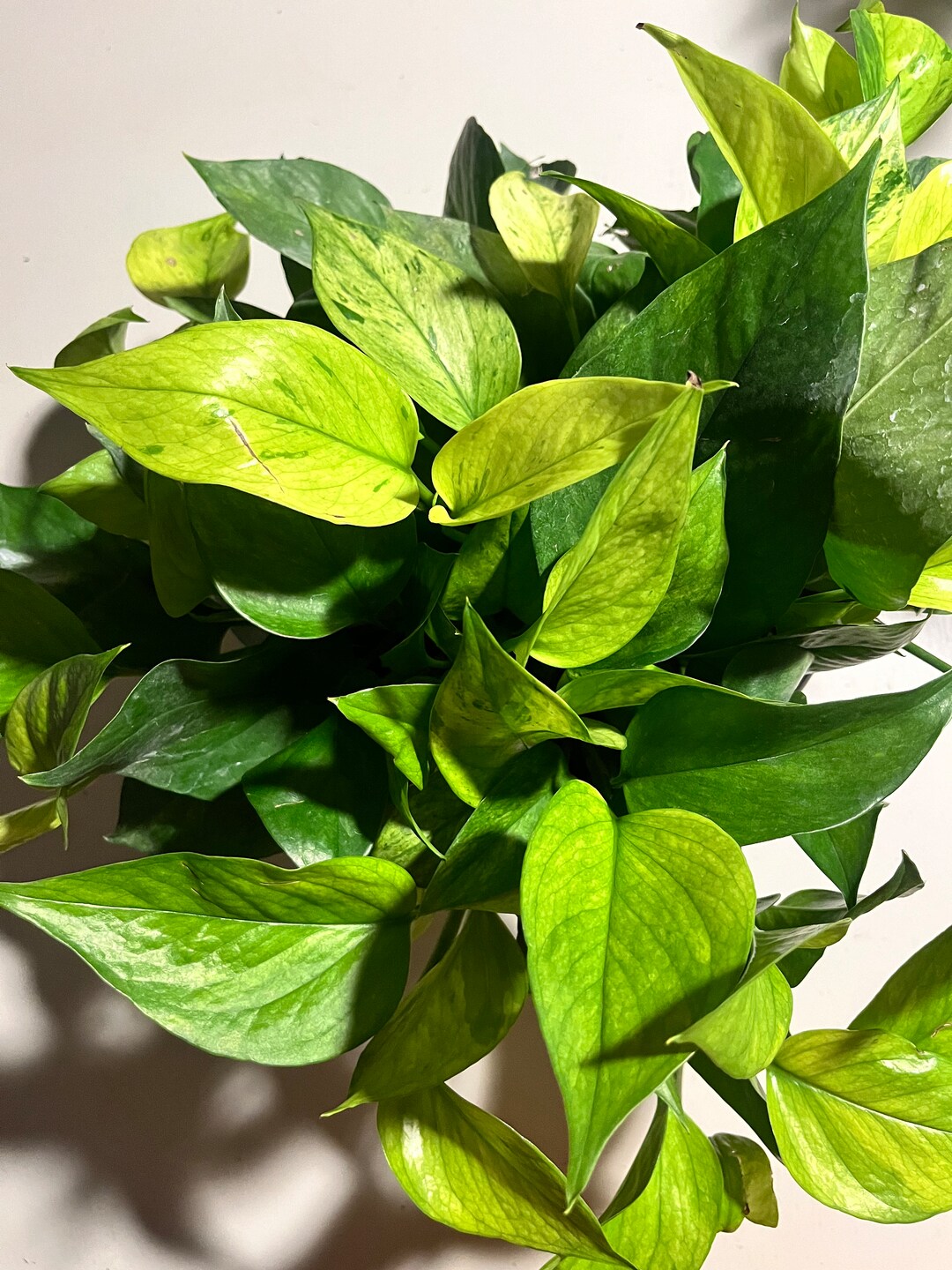 Rare Jessenia Pothos 8 Inch - Etsy