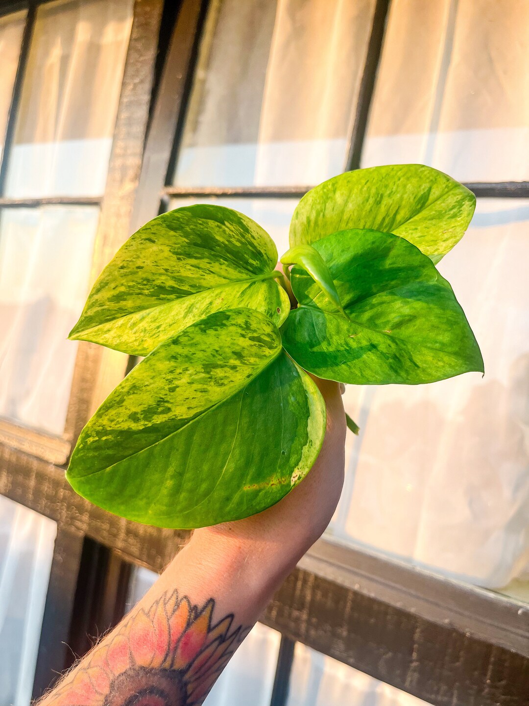 Jessenia Pothos Cuttings Bundle - Etsy