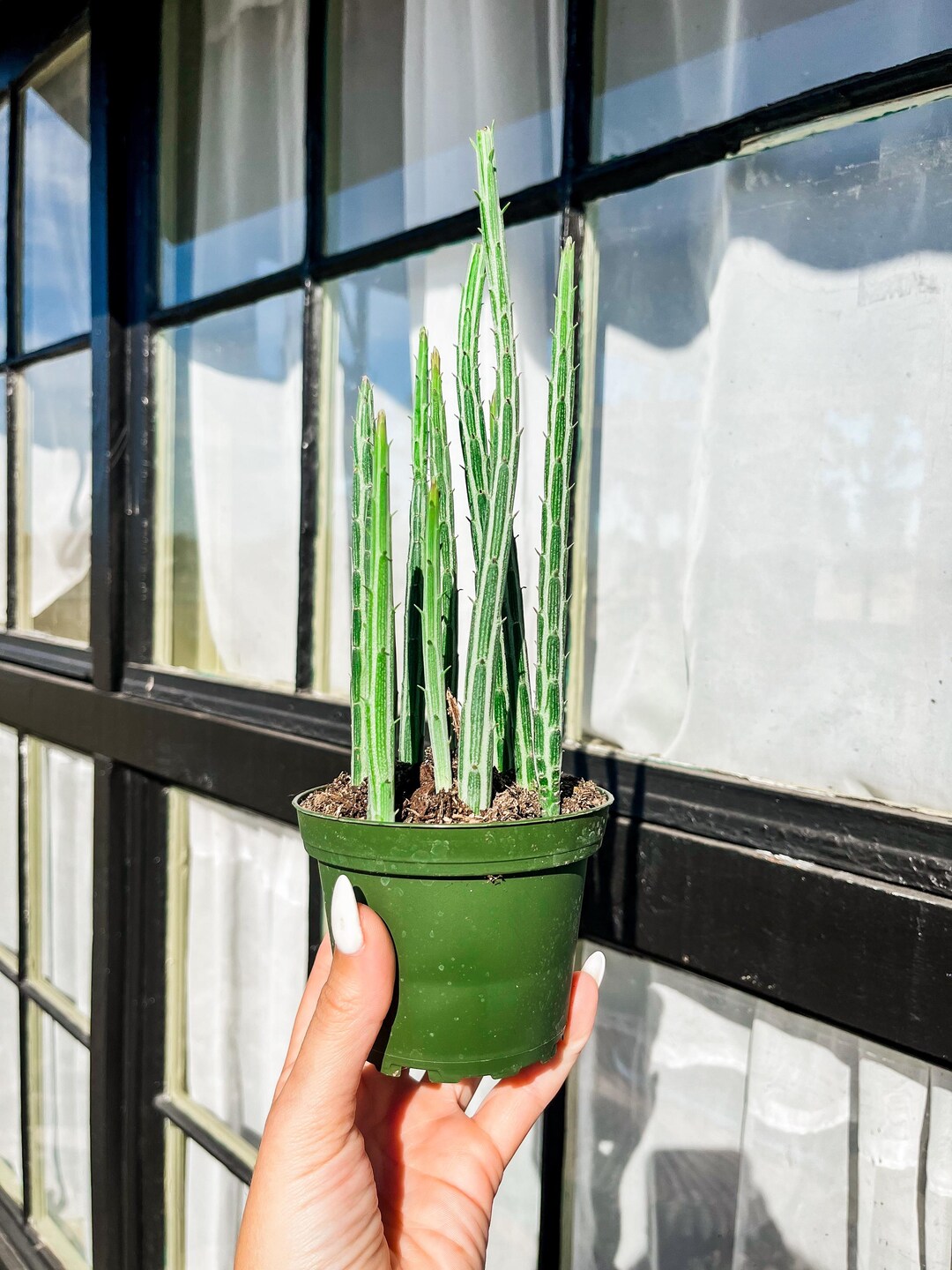 Pickle Plant 4 Inch - Etsy