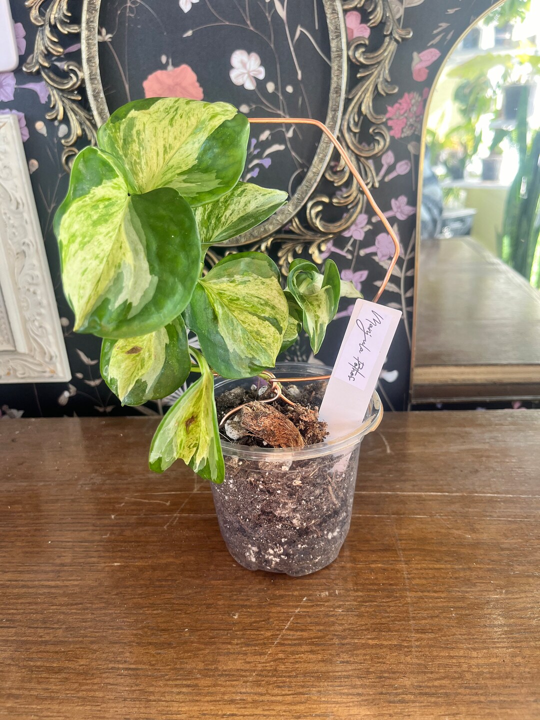 Manjula Pothos on Copper Trellis - Etsy