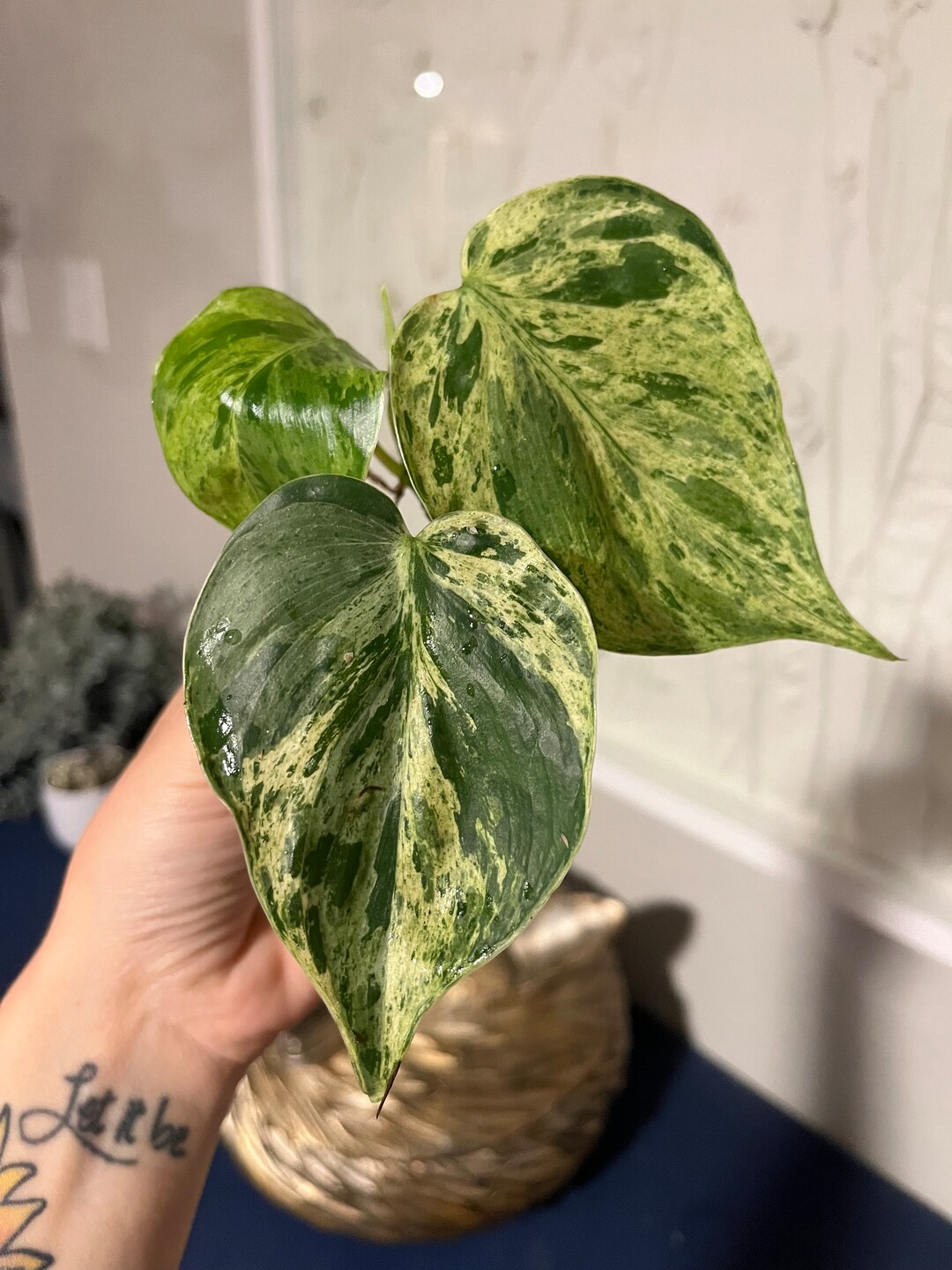 Variegated Heartleaf Philodendron - Etsy