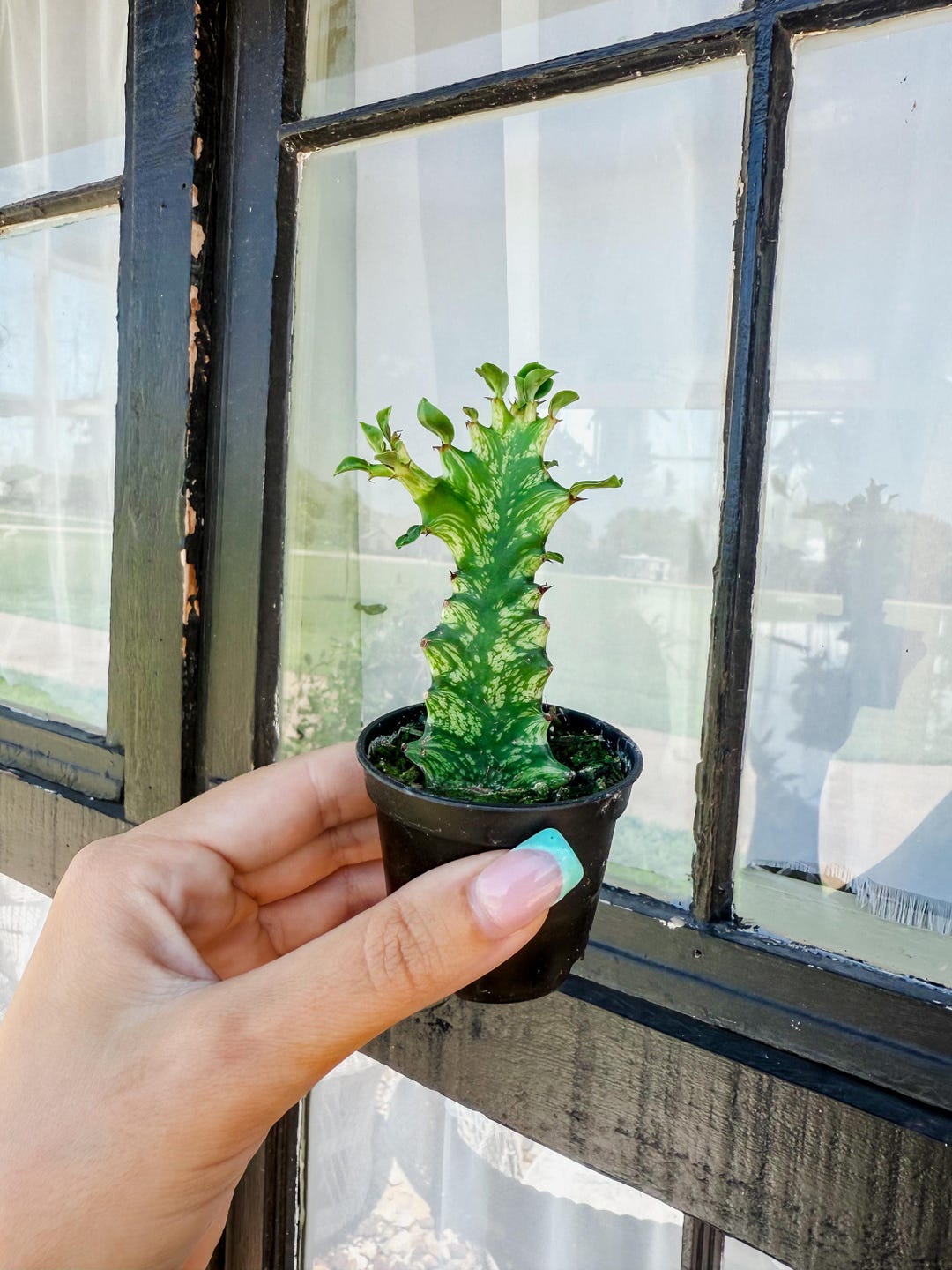 Variegated African Milk Tree Cactus - Etsy