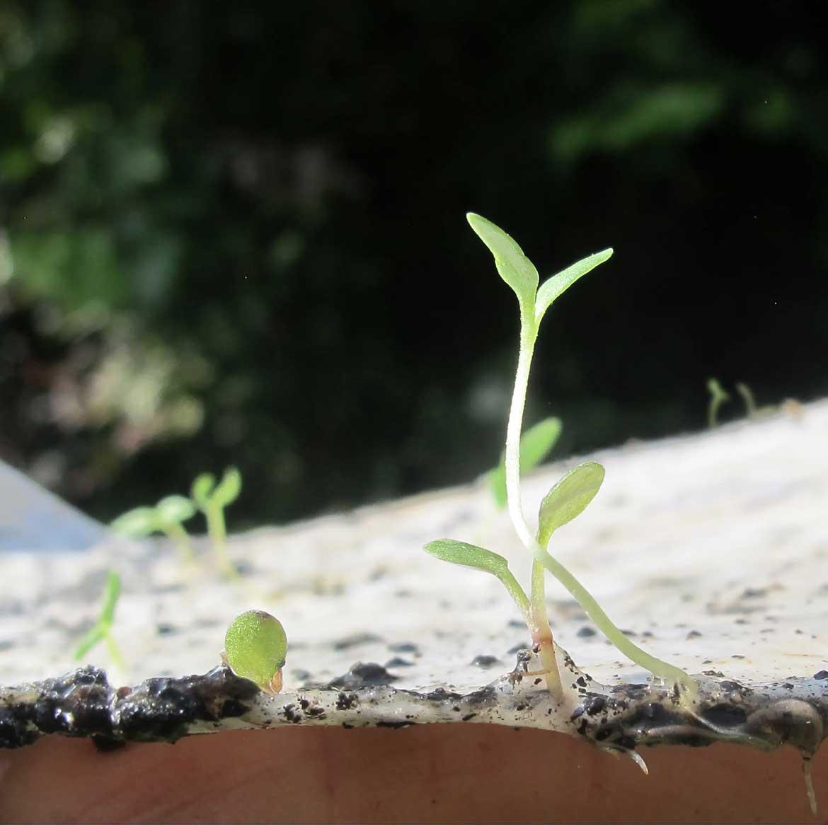 Basil Seed - Plantable Handmade Paper and Envelopes | Seeded Paper and ...