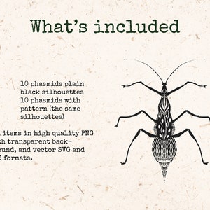 Fairytale Phasmids: Enchanting Digital Leaf Insects for Your Collection ...