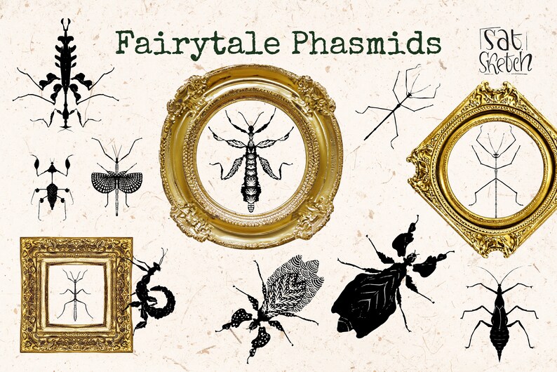 Enchanting Phasmids Illustration: 20 Insect Vector Images (PNG, SVG ...